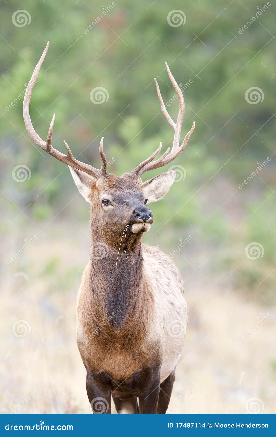 Alci fotografia stock. Immagine di albero, wapiti, mammifero - 17487114