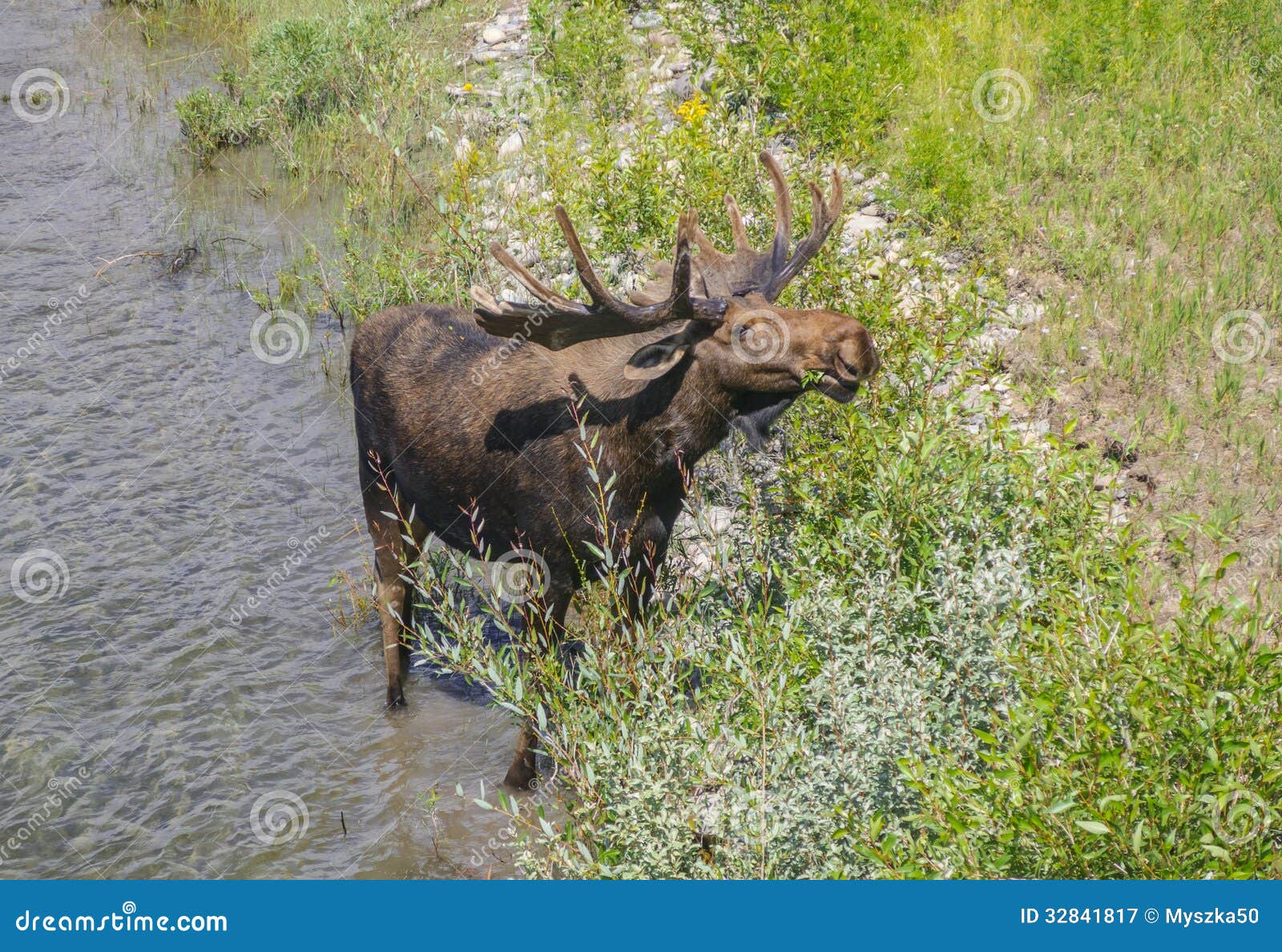 Alci immagine stock. Immagine di forte, parco, alci, nave - 32841817