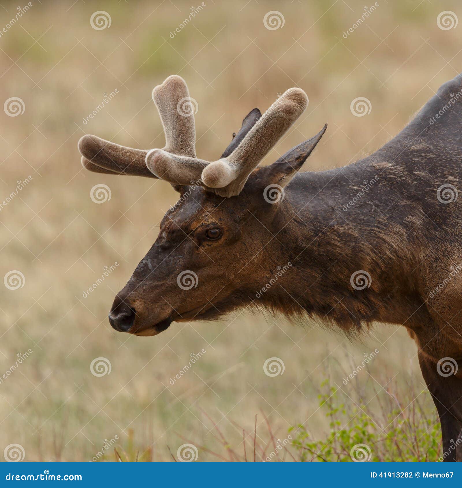 Alci fotografia stock. Immagine di guaina, corna, natura - 41913282