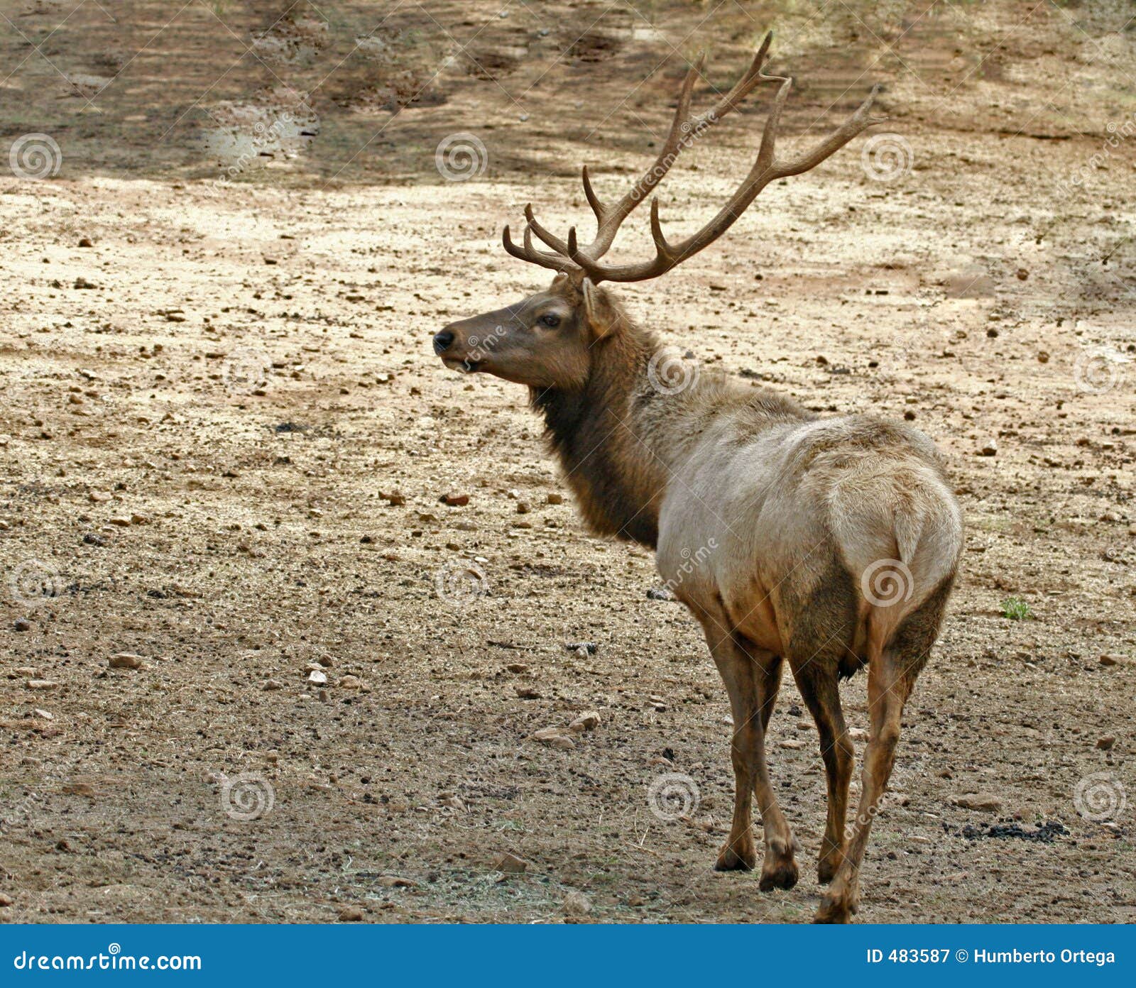 Alci immagine stock. Immagine di alci, mammiferi, caccia - 483587