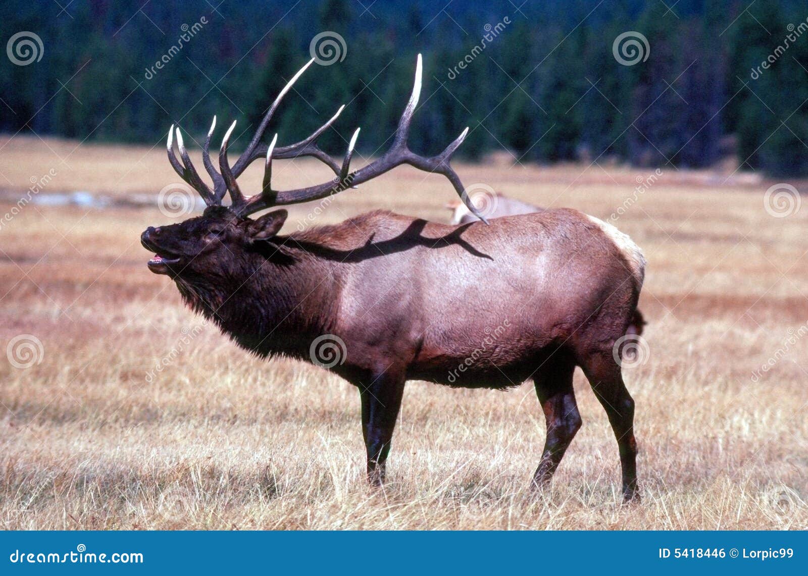 Alci fotografia stock. Immagine di corrispondersi, animale - 5418446