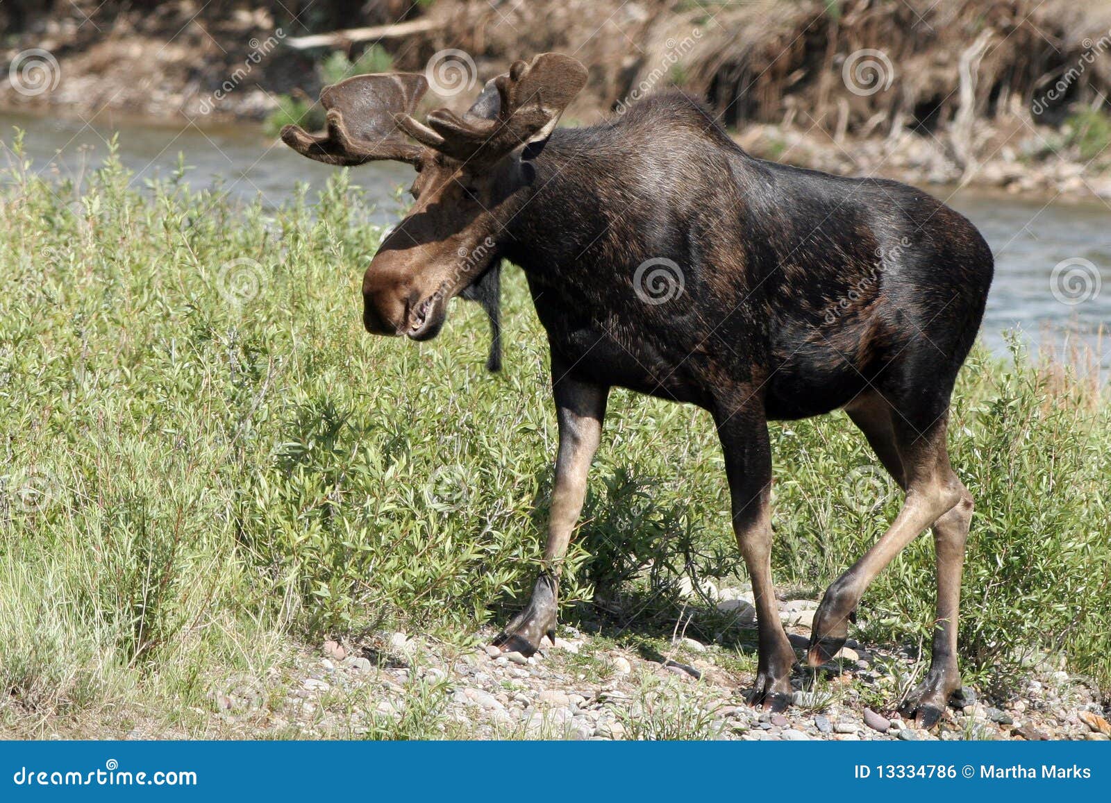 Alci, alces del Alces fotografia stock. Immagine di fiume - 13334786