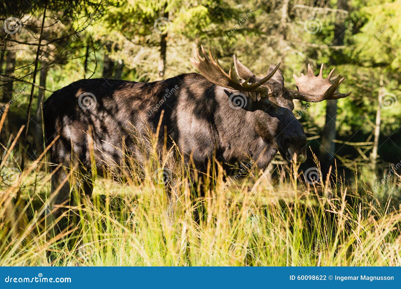 Alci (alces di alces) fotografia stock. Immagine di nave - 60098622
