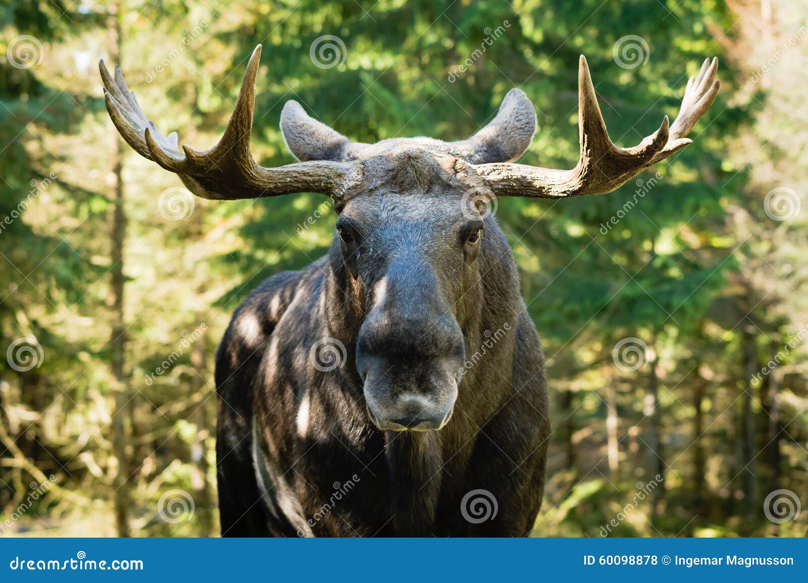 Alci (alces di alces) fotografia stock. Immagine di staccare - 60098878