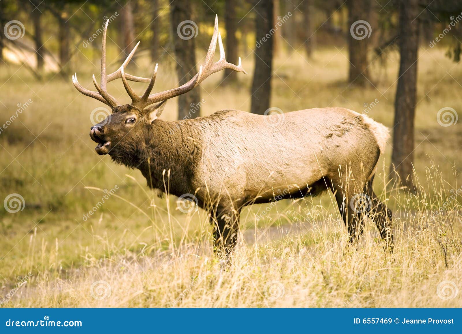 Alci chiamare immagine stock. Immagine di canada, natura - 6557469