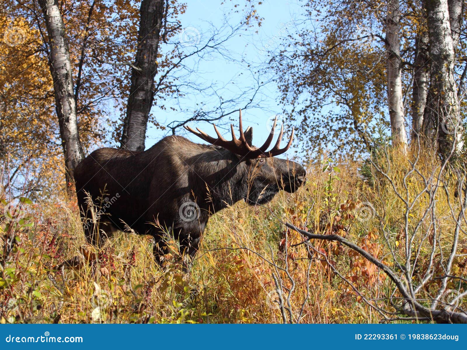 Alci dell'Alaska Bull immagine stock. Immagine di cremagliera - 22293361