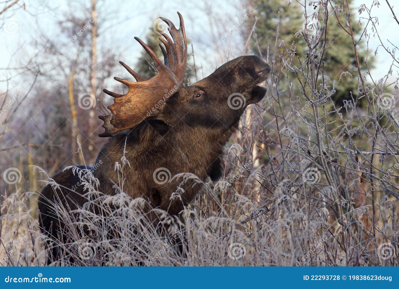 Alci dell'Alaska Bull fotografia stock. Immagine di erba - 22293728