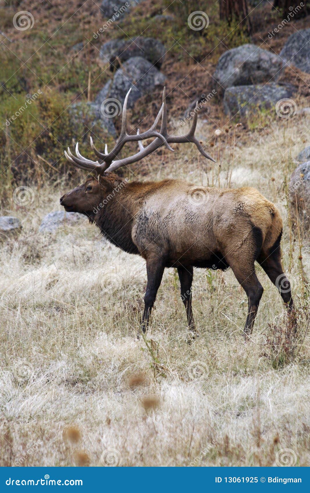 Alci Della Montagna Rocciosa Immagine Stock - Immagine di dichiara ...