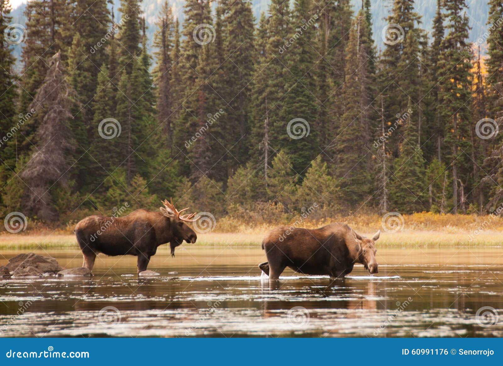 Alci Della Mucca E Del Toro Fotografia Stock - Immagine di gufo ...