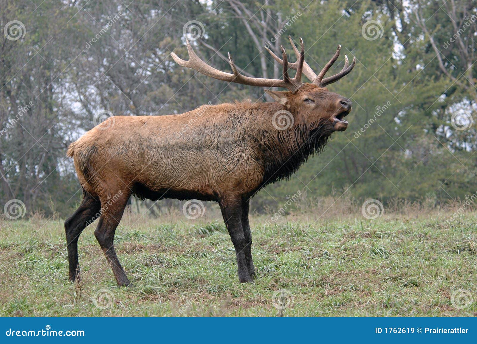 Alci di Bugling immagine stock. Immagine di guaina, colorado - 1762619