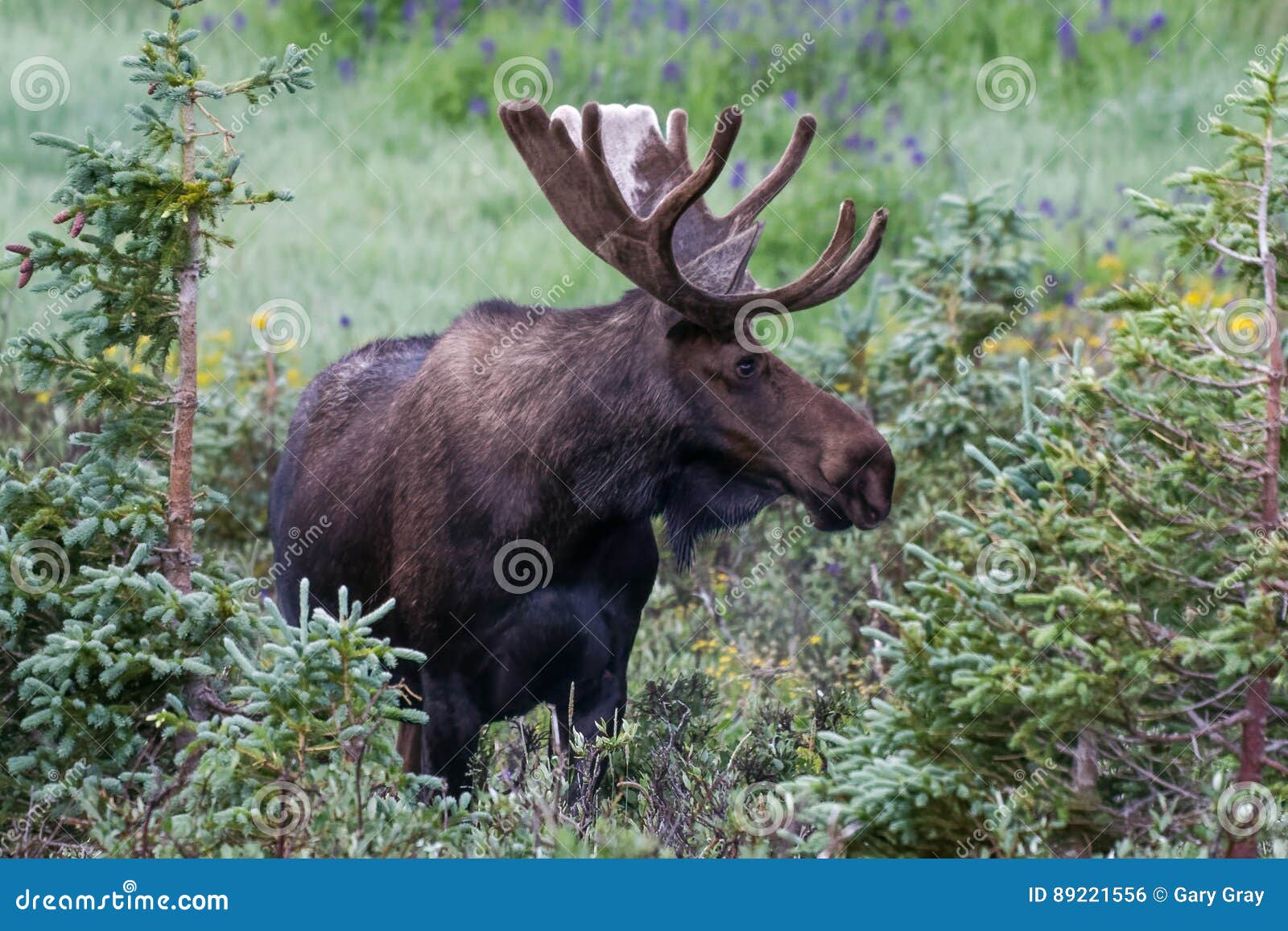 Alci di Colorado Shiras fotografia stock. Immagine di laghi - 89221556