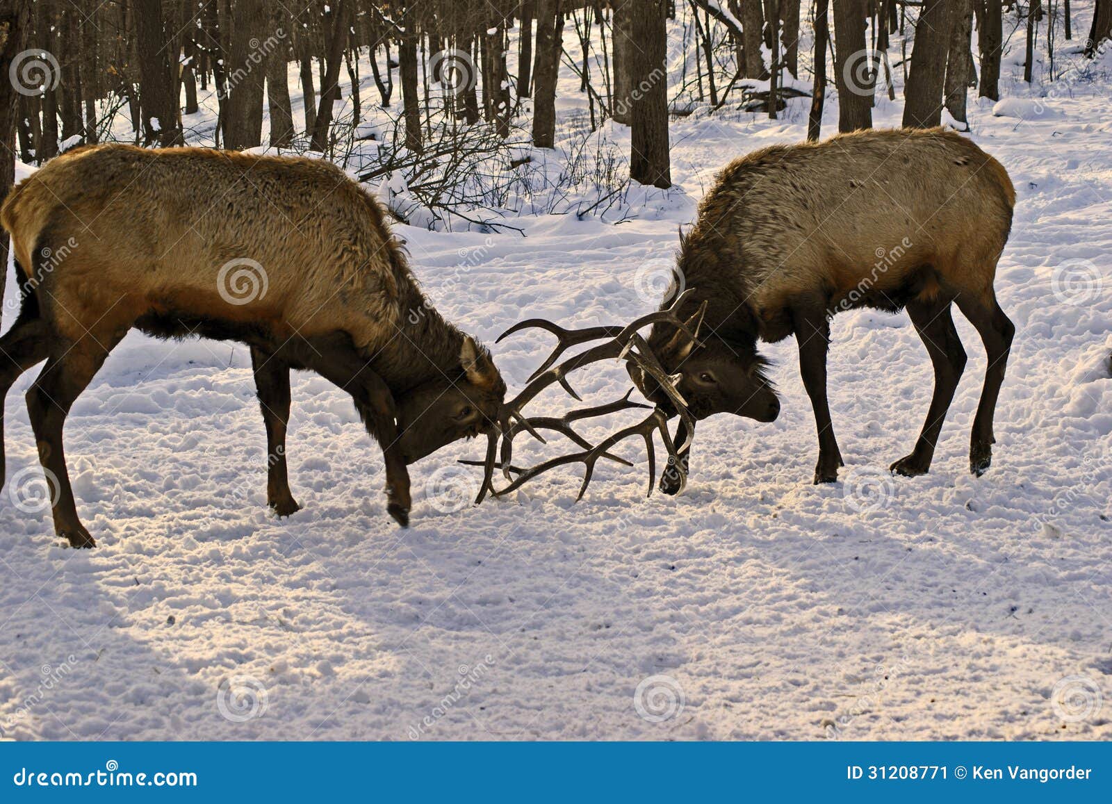 Alci di combattimento immagine stock. Immagine di combattimento - 31208771