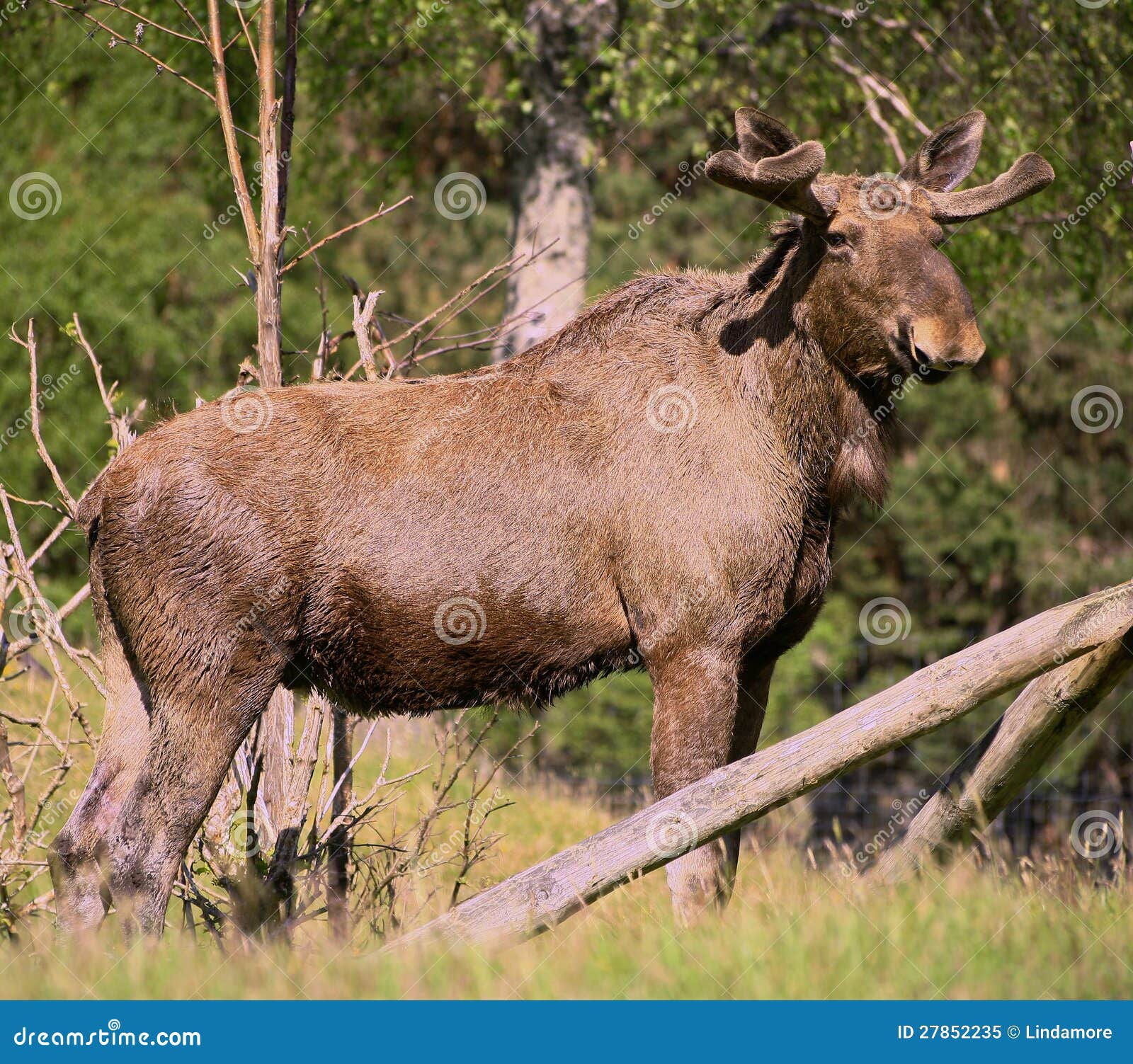 Alci europei in legno immagine stock. Immagine di profilo - 27852235