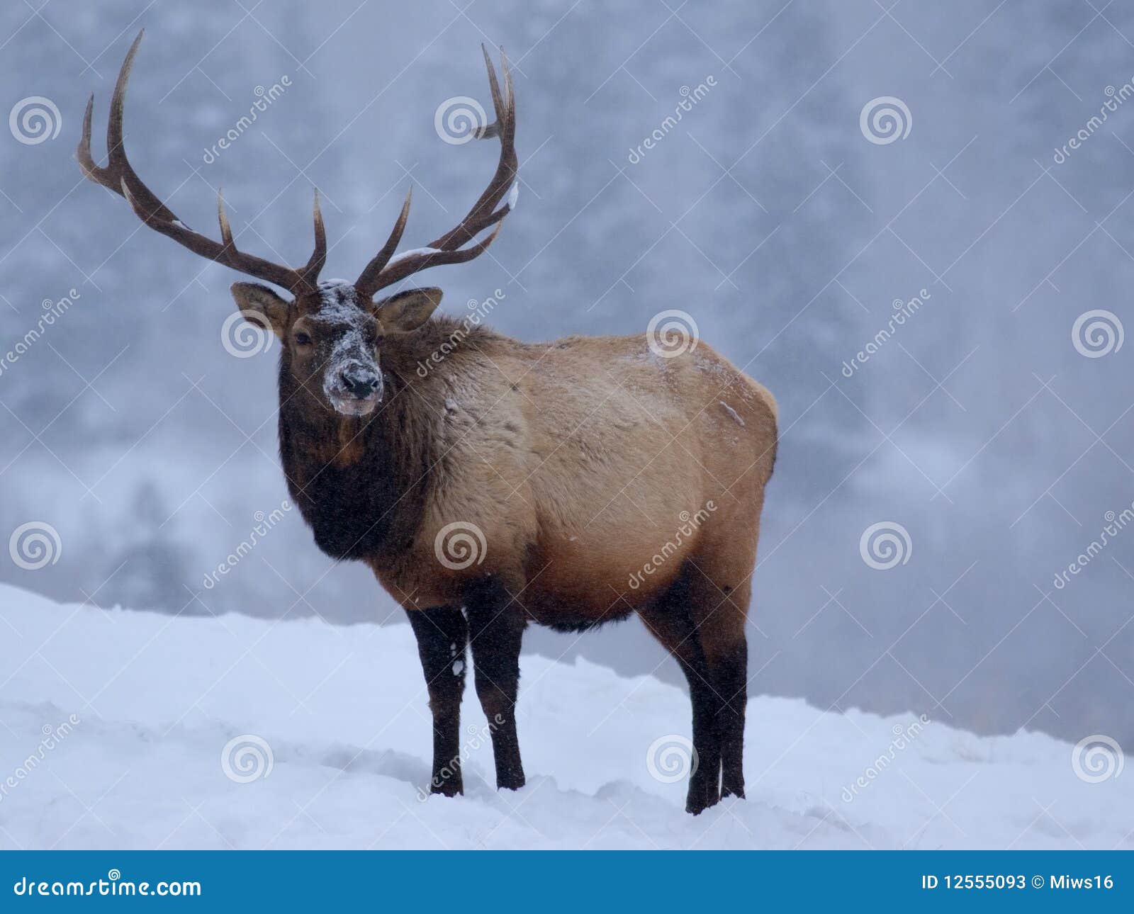 Alci in inverno immagine stock. Immagine di naturalizzato - 12555093
