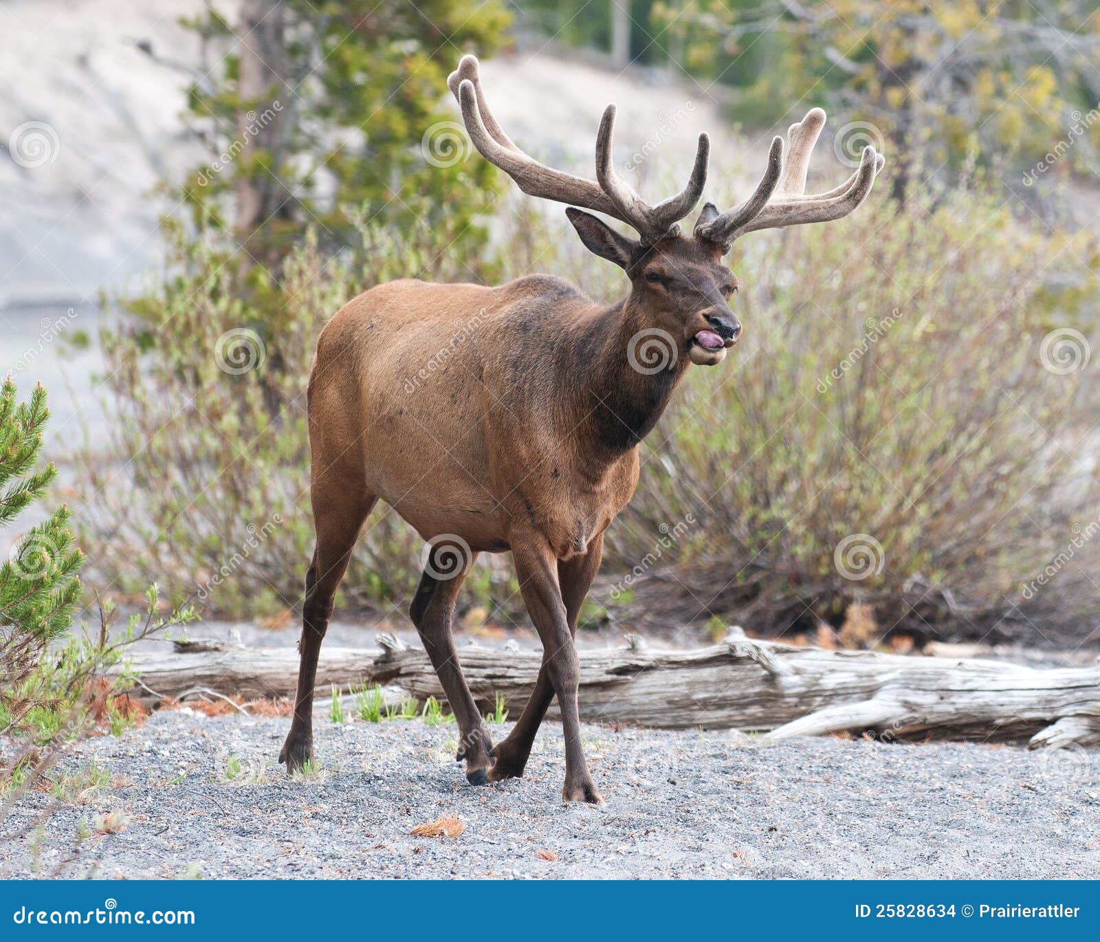 Alci maschii fotografia stock. Immagine di cervi, wapiti - 25828634