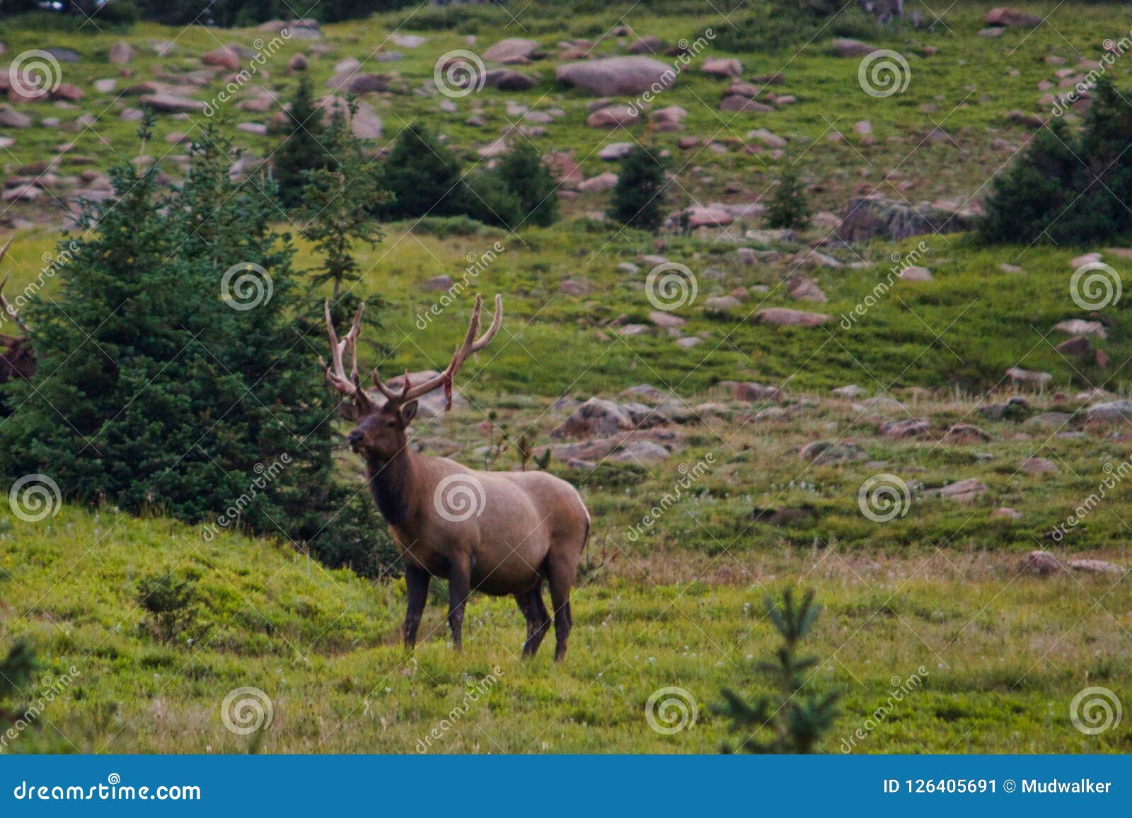 Alci in Rocky Mountain NP immagine stock. Immagine di traccia - 126405691