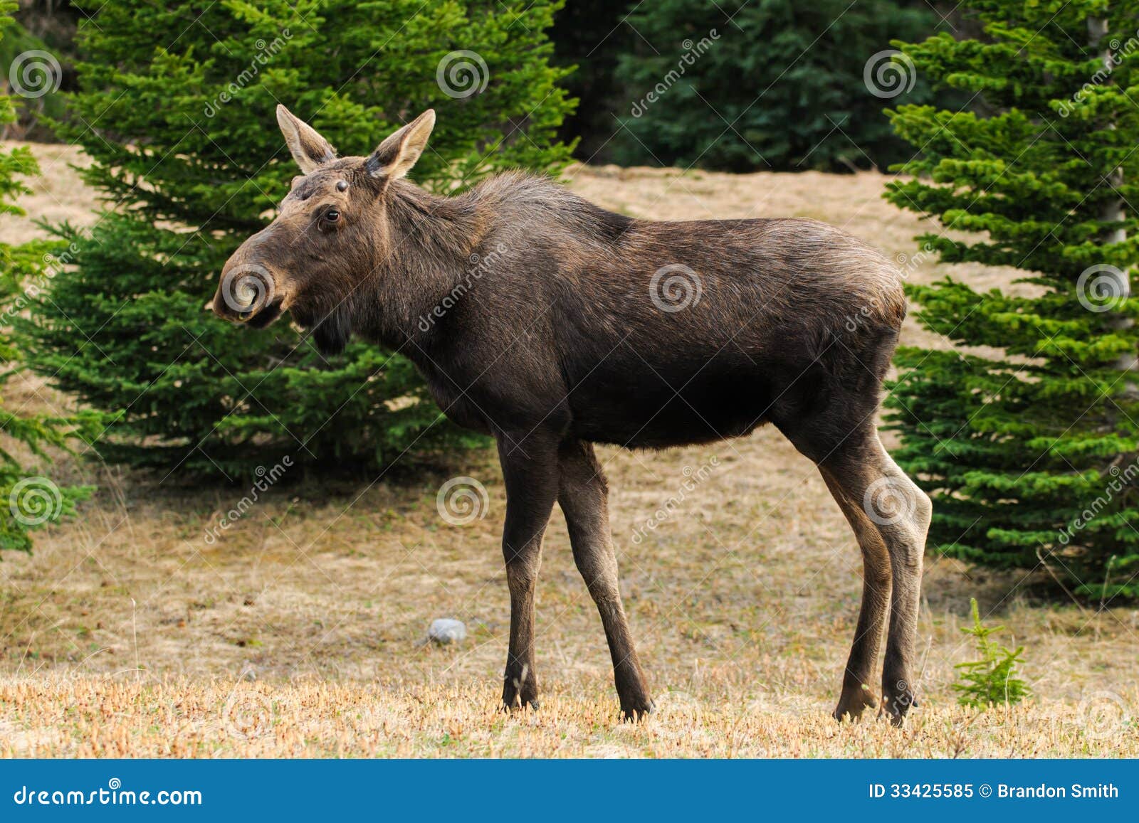 Alci Selvagge (alces Di Alces) Immagine Stock - Immagine di animale ...