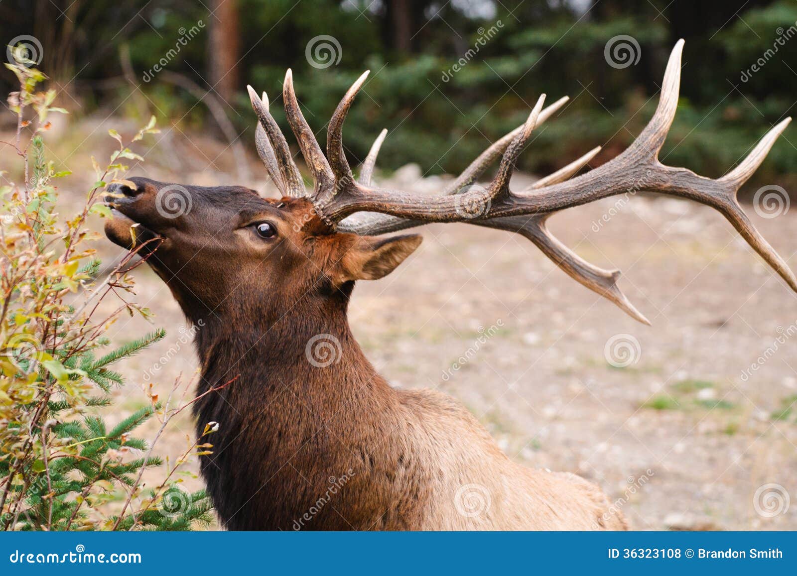 Alci selvaggi fotografia stock. Immagine di secchio, cervi - 36323108