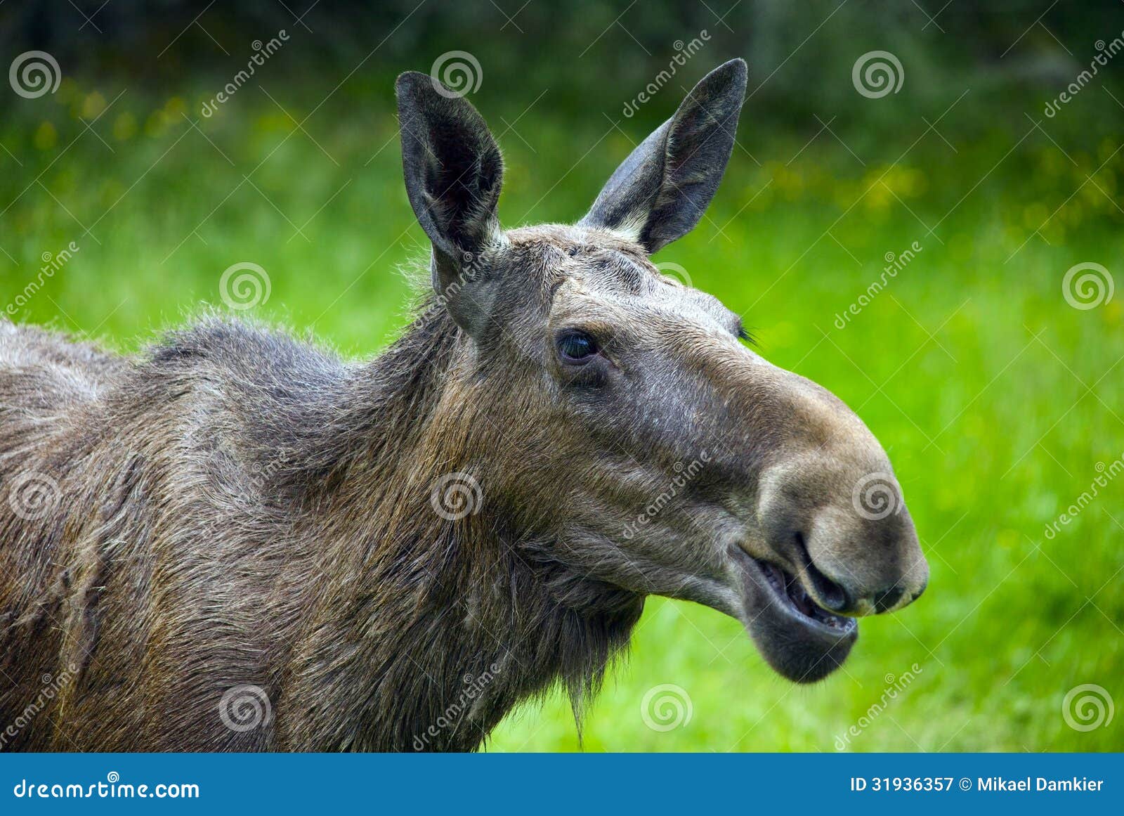 Alci in Svezia immagine stock. Immagine di alci, erba - 31936357