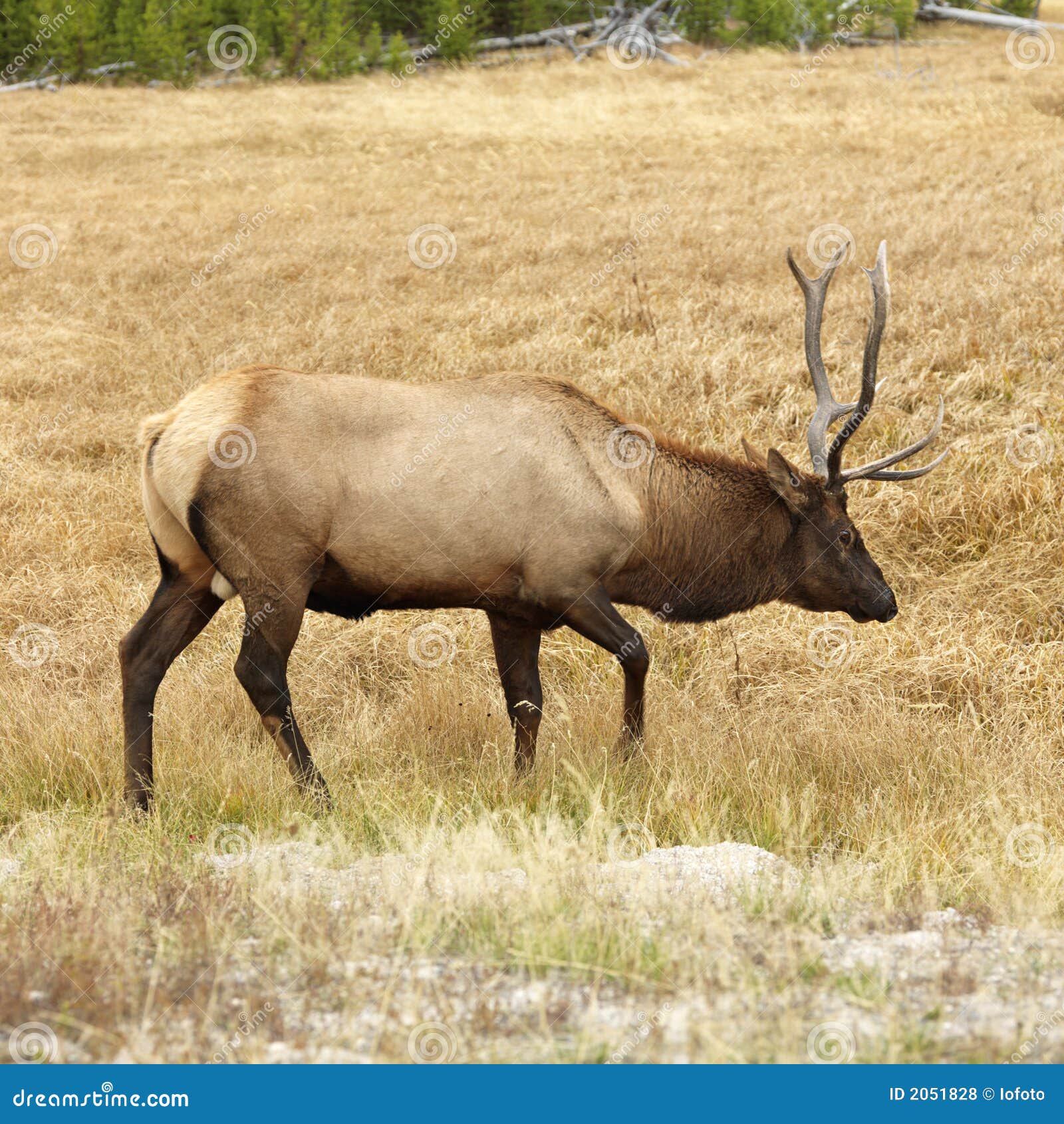 Alci in Yellowstone fotografia stock. Immagine di maschio - 2051828