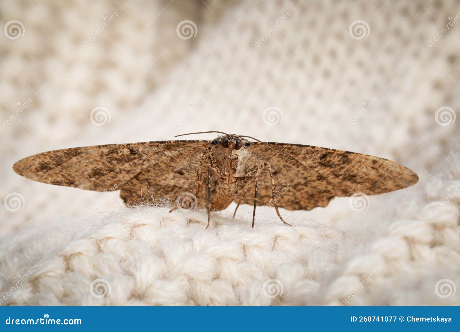 Alcis Repandata Moth on Beige Knitted Sweater, Closeup Stock Image ...