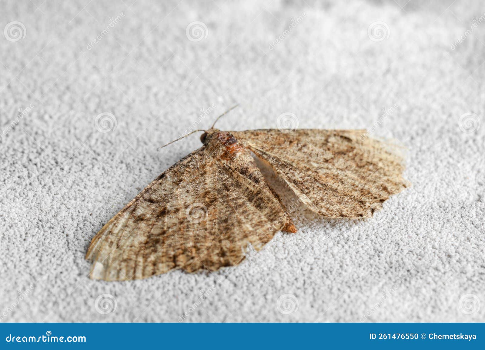 Alcis Repandata Moth on Light Textured Background, Closeup Stock Photo ...