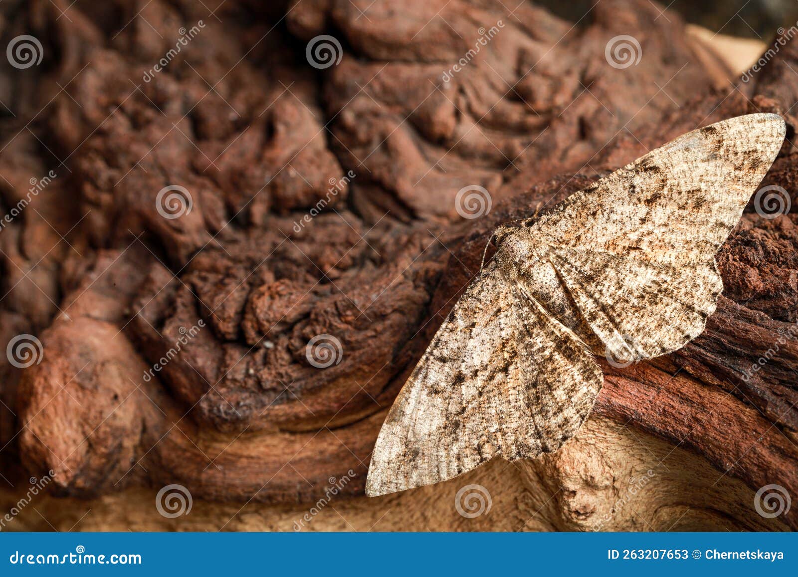 Alcis Repandata Moth on Wooden Tree, Closeup. Space for Text Stock ...