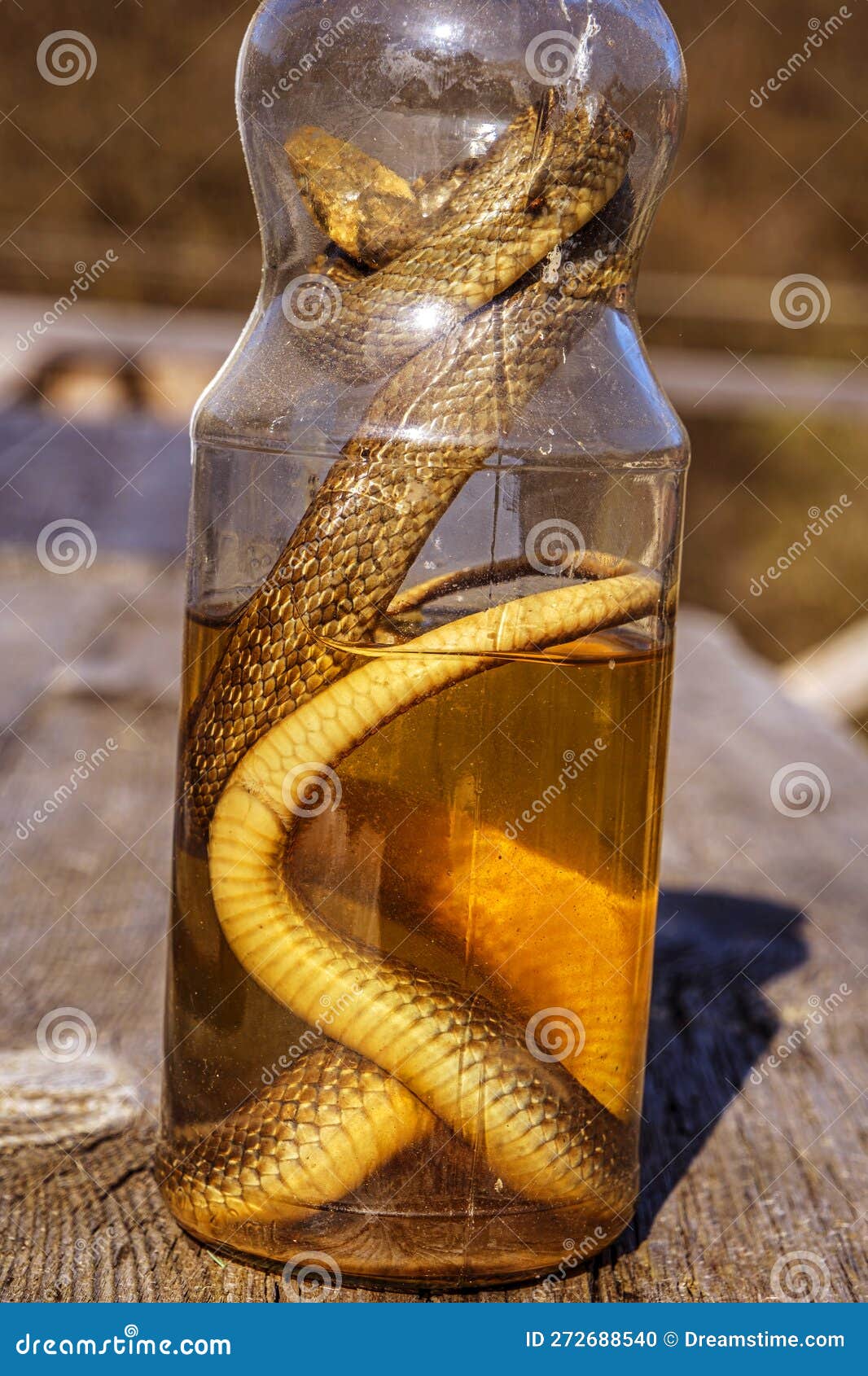 Alcoholic Drink, Tincture Using a Snake Stock Photo - Image of tincture ...