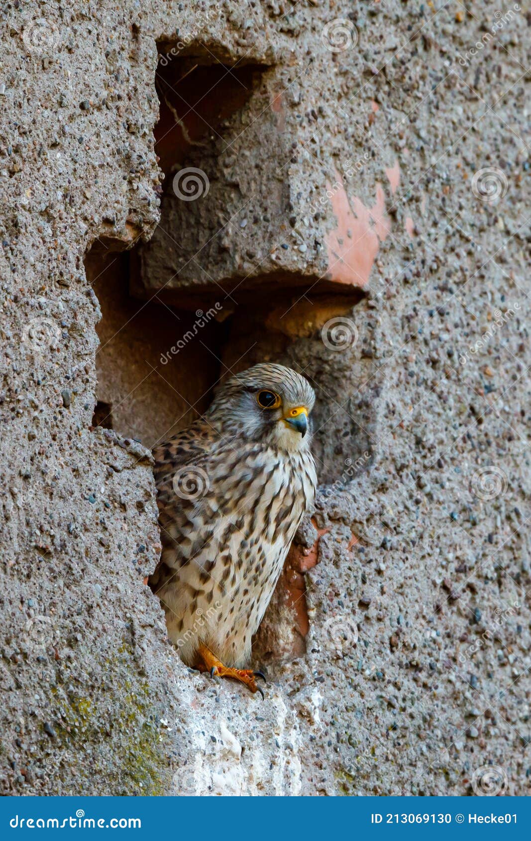 Alcon at the breeding cave stock photo. Image of beak - 213069130