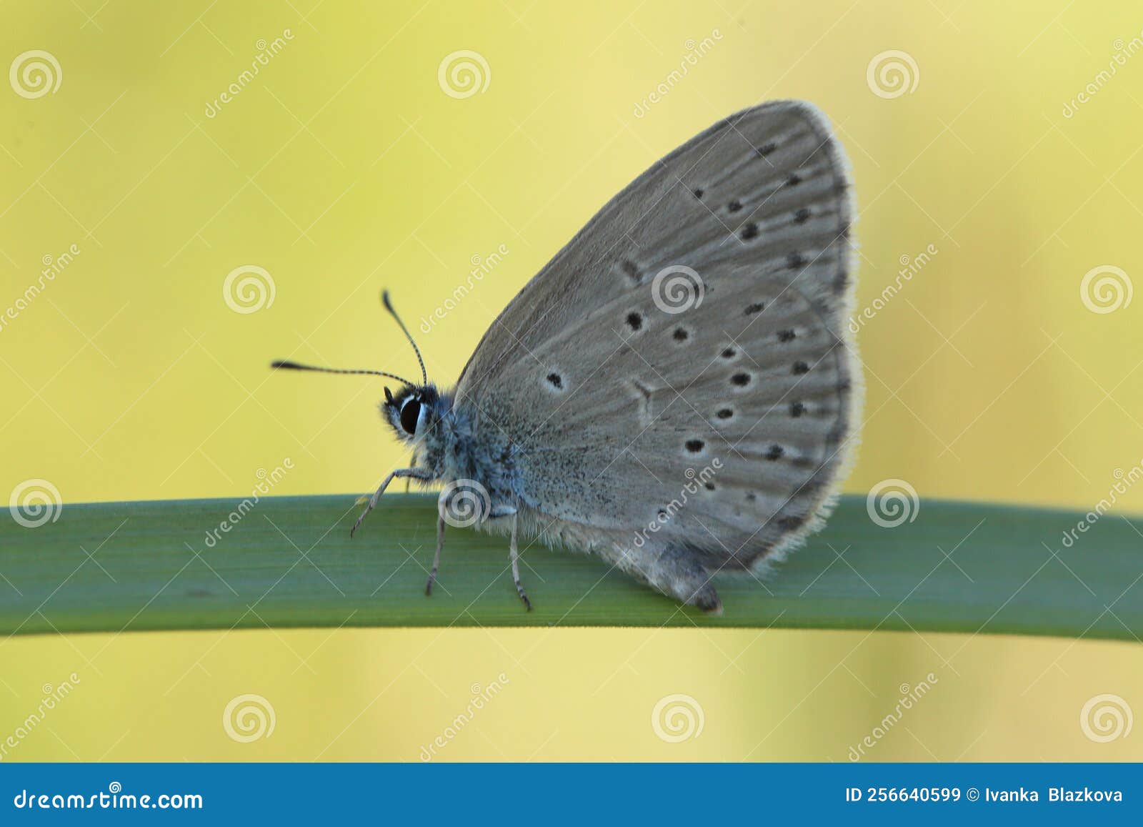 Alcon large blue stock image. Image of species, wildlife - 256640599