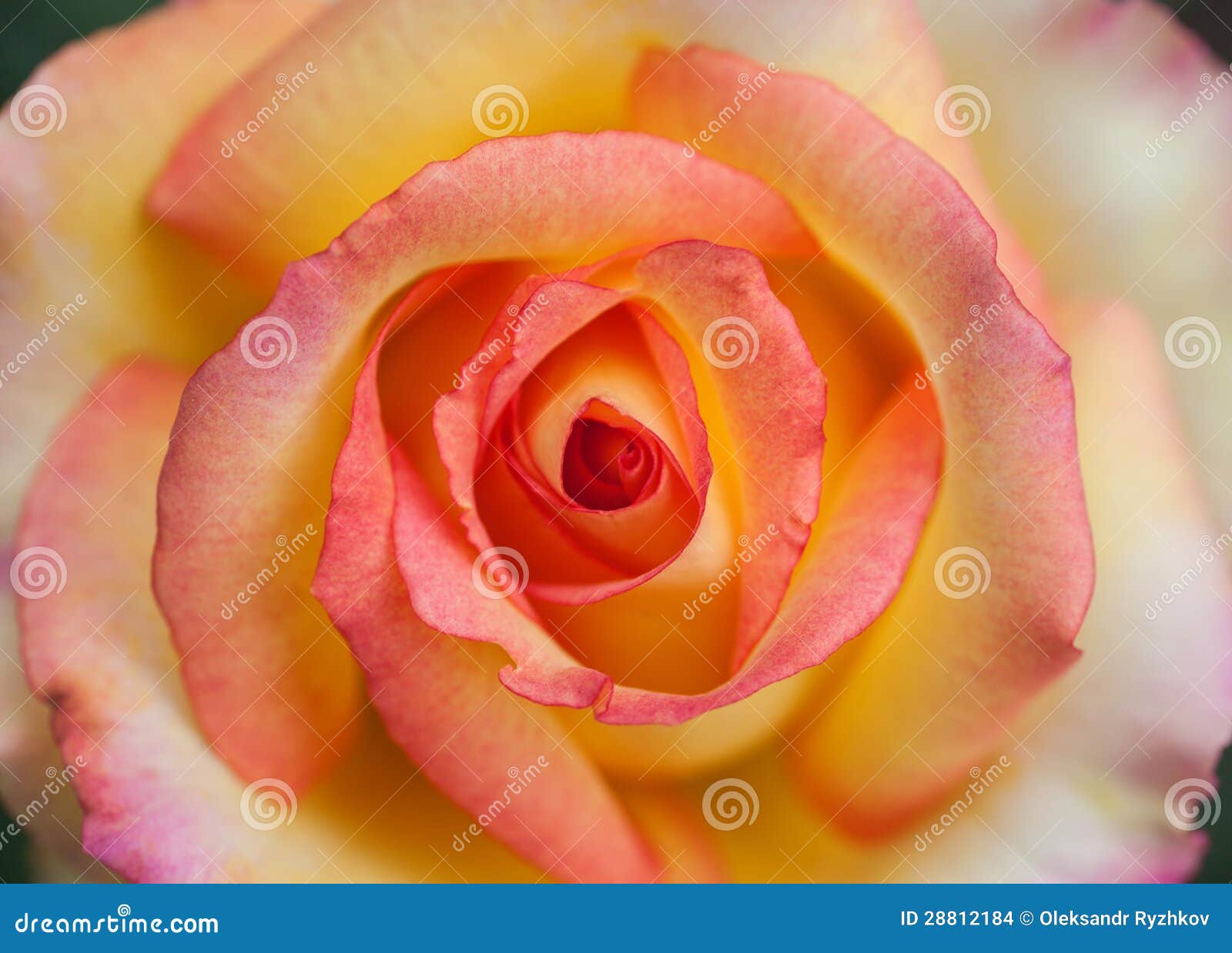 Alcune rose gialle arancio fotografia stock. Immagine di flora - 28812184