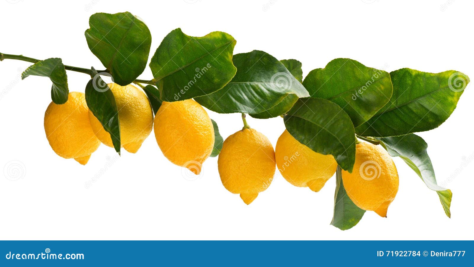 Alcuni limoni sul ramo fotografia stock. Immagine di crescere - 71922784