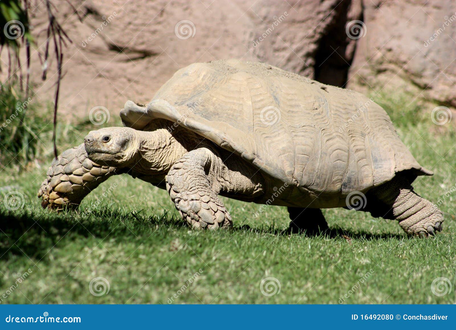 Aldabra giant tortoise stock photo. Image of giant, ocean - 16492080