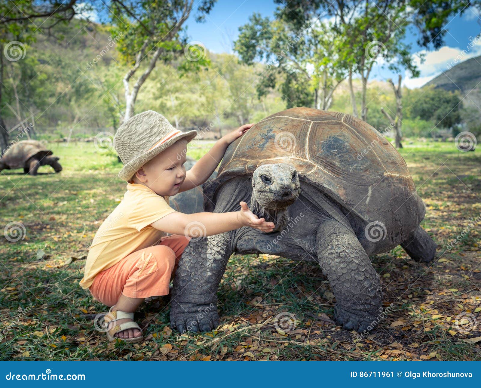 Giant Tortoise Shell Pattern Royalty-Free Stock Image | CartoonDealer ...
