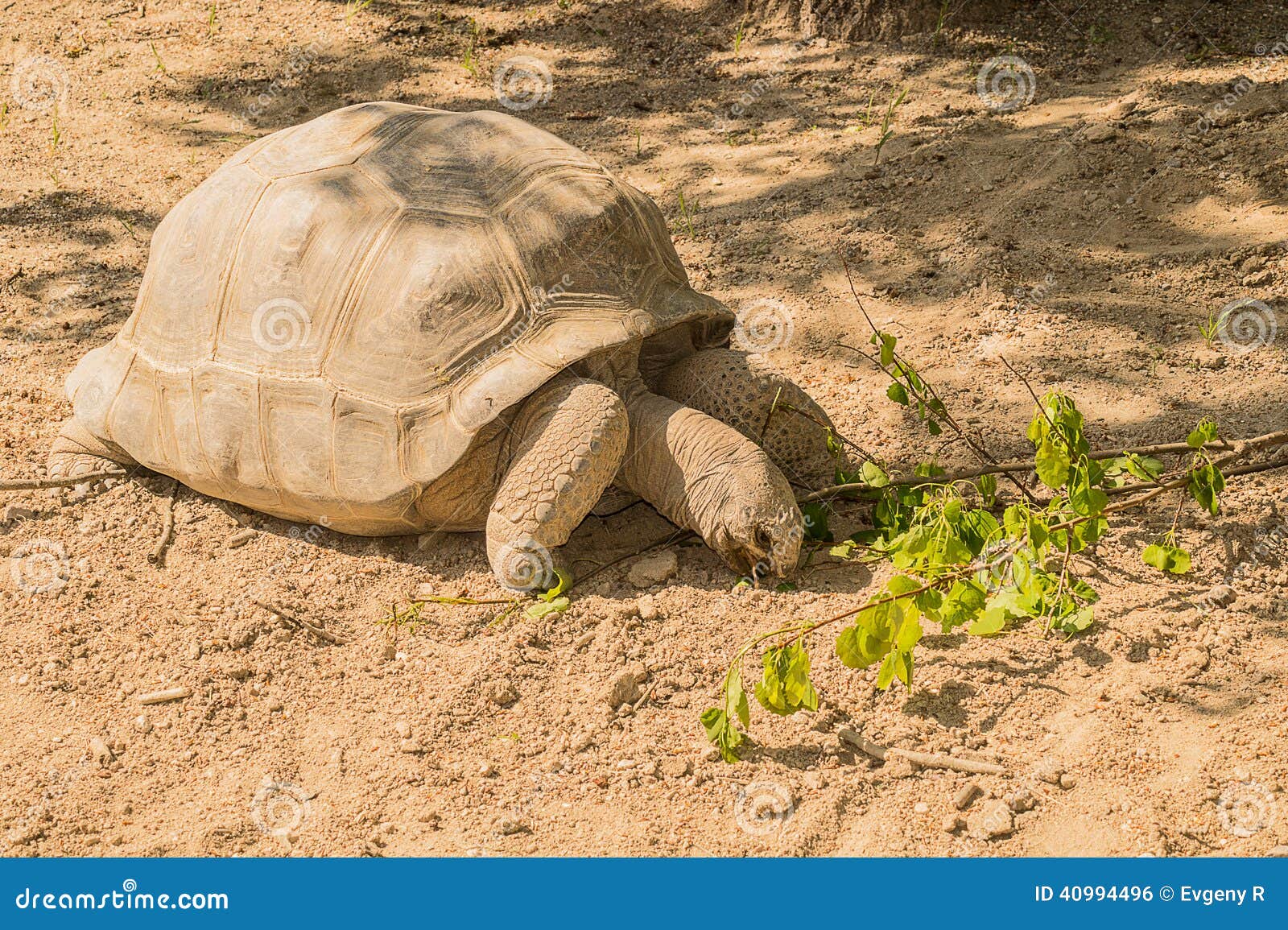Aldabra Giant Tortoise Crawling Around Stock Photo - Image of animals ...