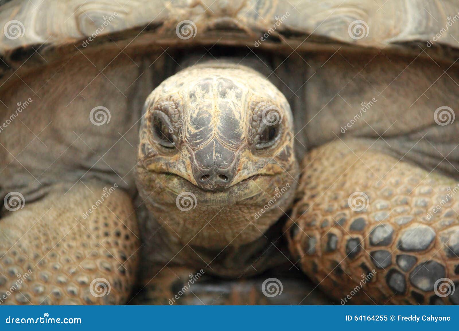 Aldabra Giant Tortoise Royalty-Free Stock Photo | CartoonDealer.com ...
