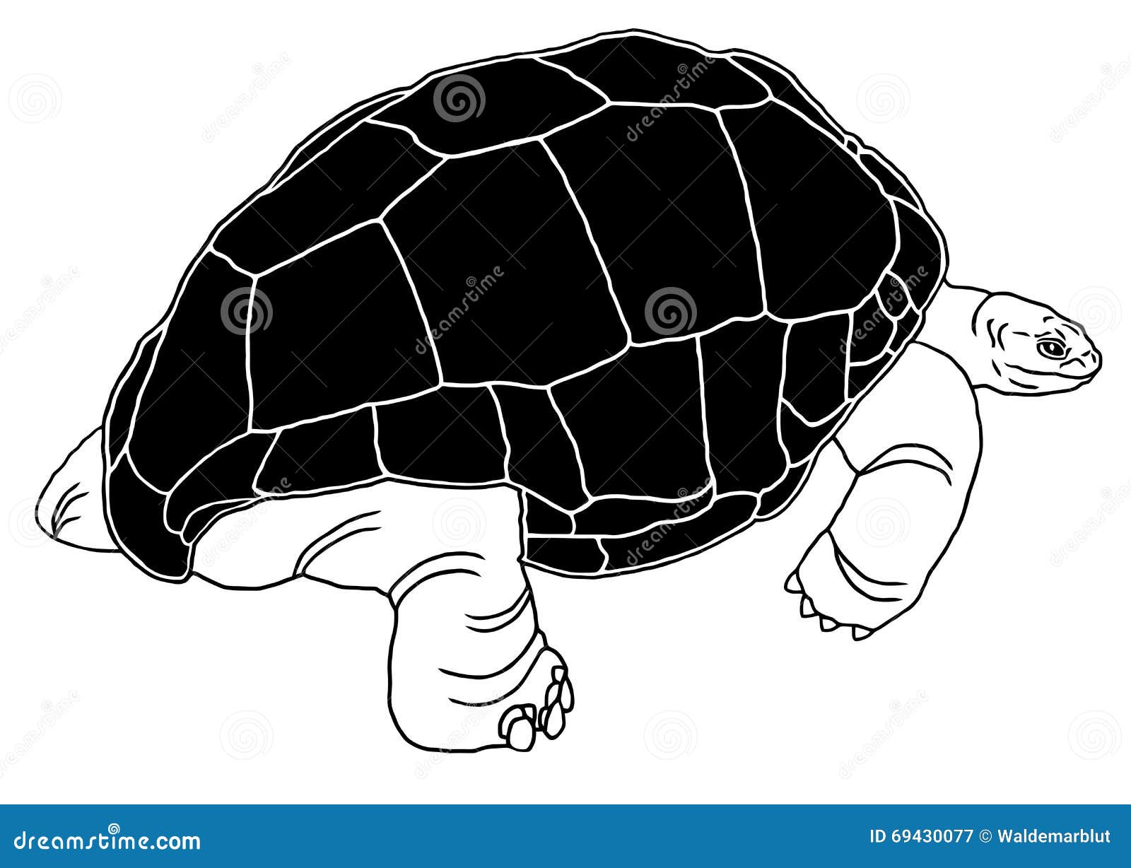Aldabra Giant Tortoises Silhouette Side View Preview Isolated On White