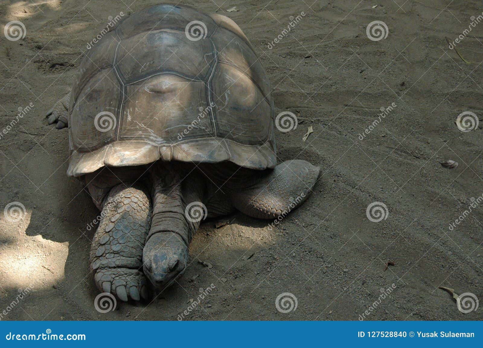 Aldabra Giant Tortoise on the Sand Stock Photo - Image of sand, unique ...