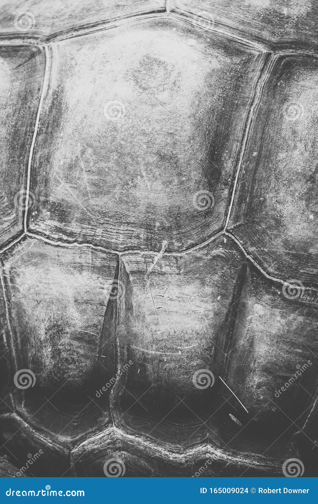 Aldabra Giant Tortoise Texture Stock Photo - Image of shell ...