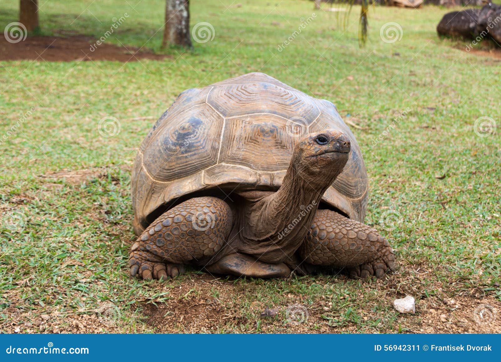 Aldabra Giant Tortoise stock image. Image of shell, reptile - 56942311