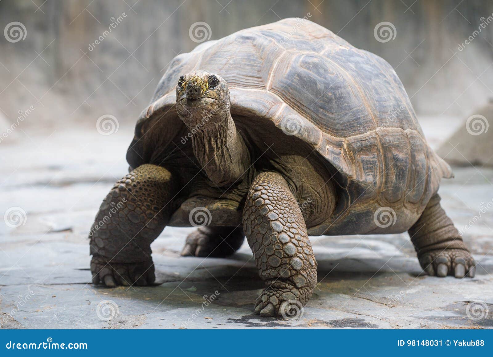 Aldabra giant tortoise stock image. Image of animal, fauna - 98148031