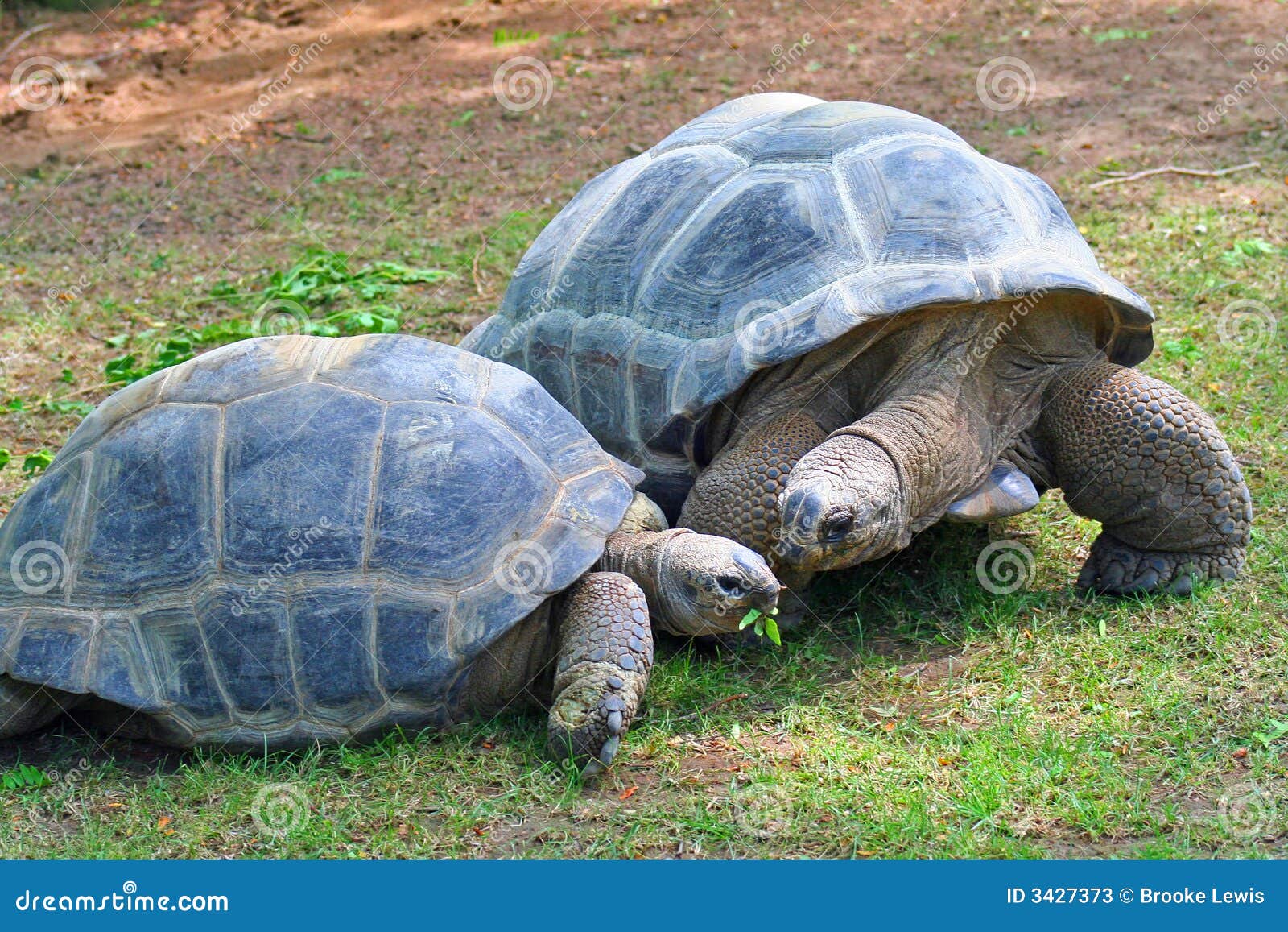 Couple Of Aldabra Giant Tortoises Endemic Species - One Of The Largest ...