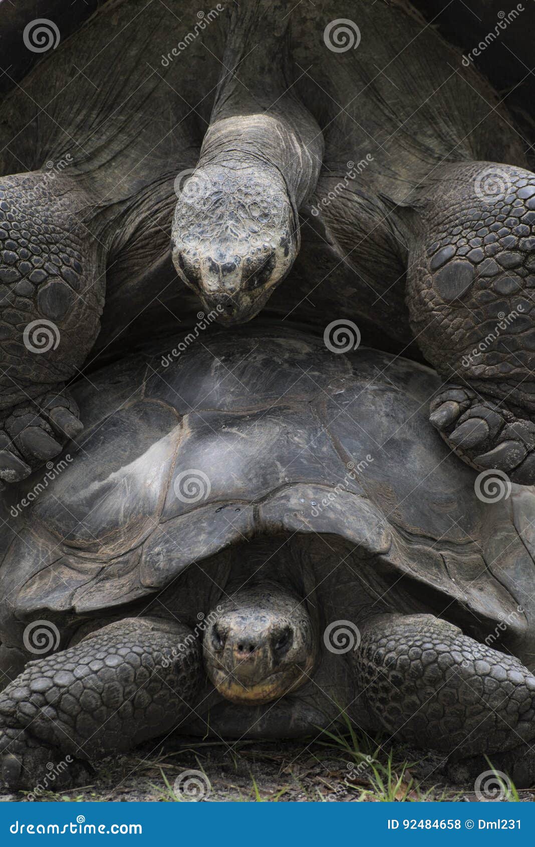Aldabra Tortoises Mating Close Up. Stock Photo - Image of large ...