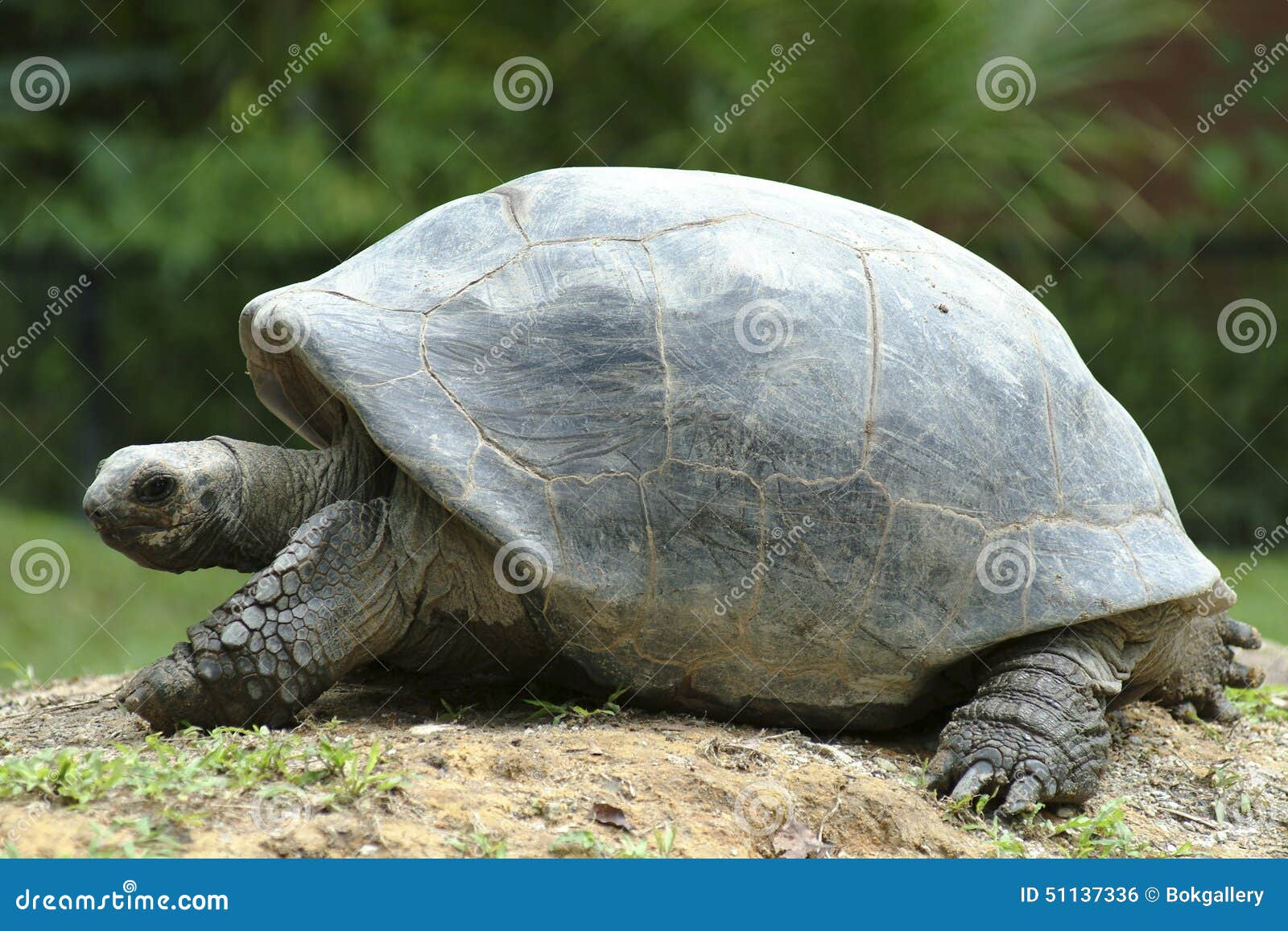 Aldabrah Tortoise, 2nd Largest in the World Stock Photo - Image of ...
