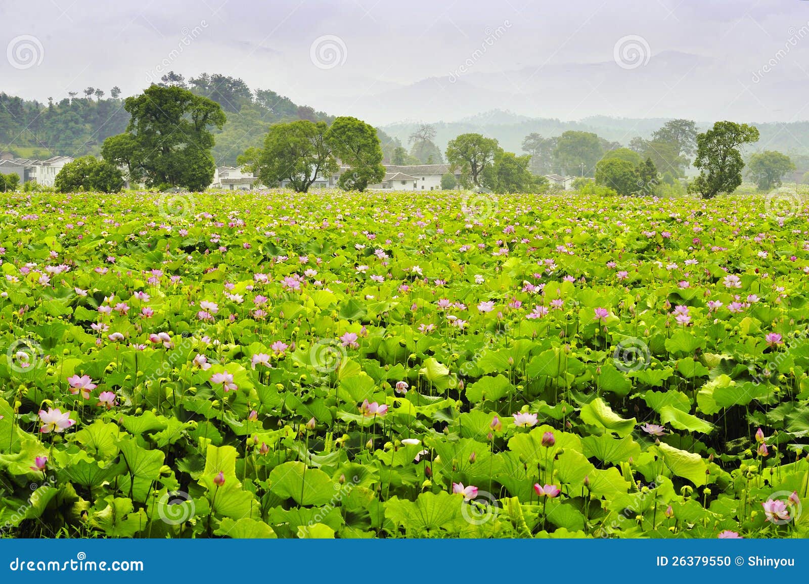 Aldea hermosa del loto foto de archivo. Imagen de recorrido - 26379550
