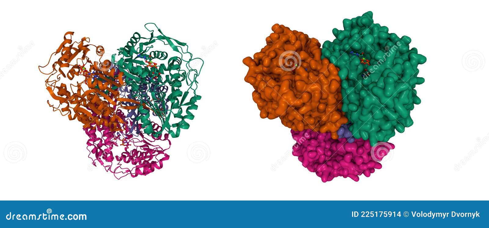 Structure of Human Mitochondrial Aldehyde Dehydrogenase Complexed with ...