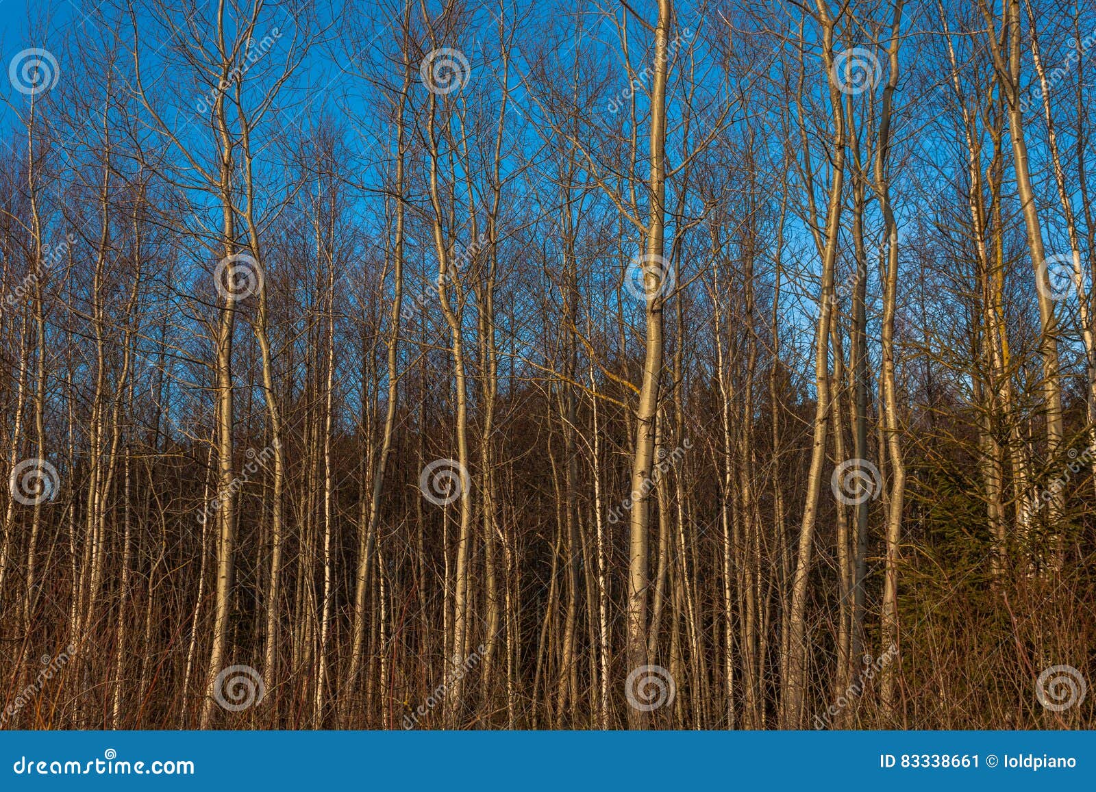 Alder and Birch Trees in Autumn Forest Stock Image - Image of climate ...