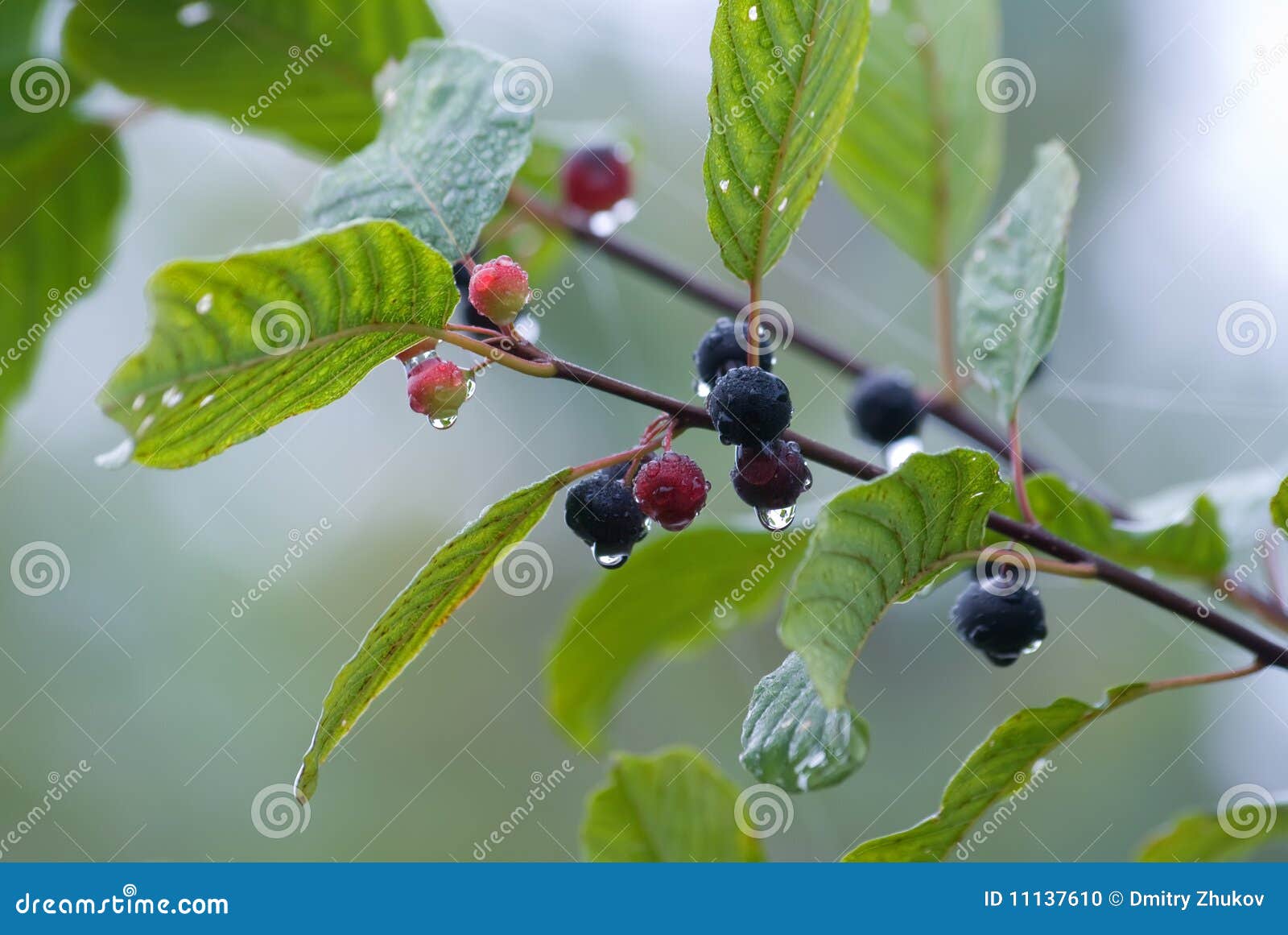 Alder buckthorn stock photo. Image of foliage, leaves - 11137610