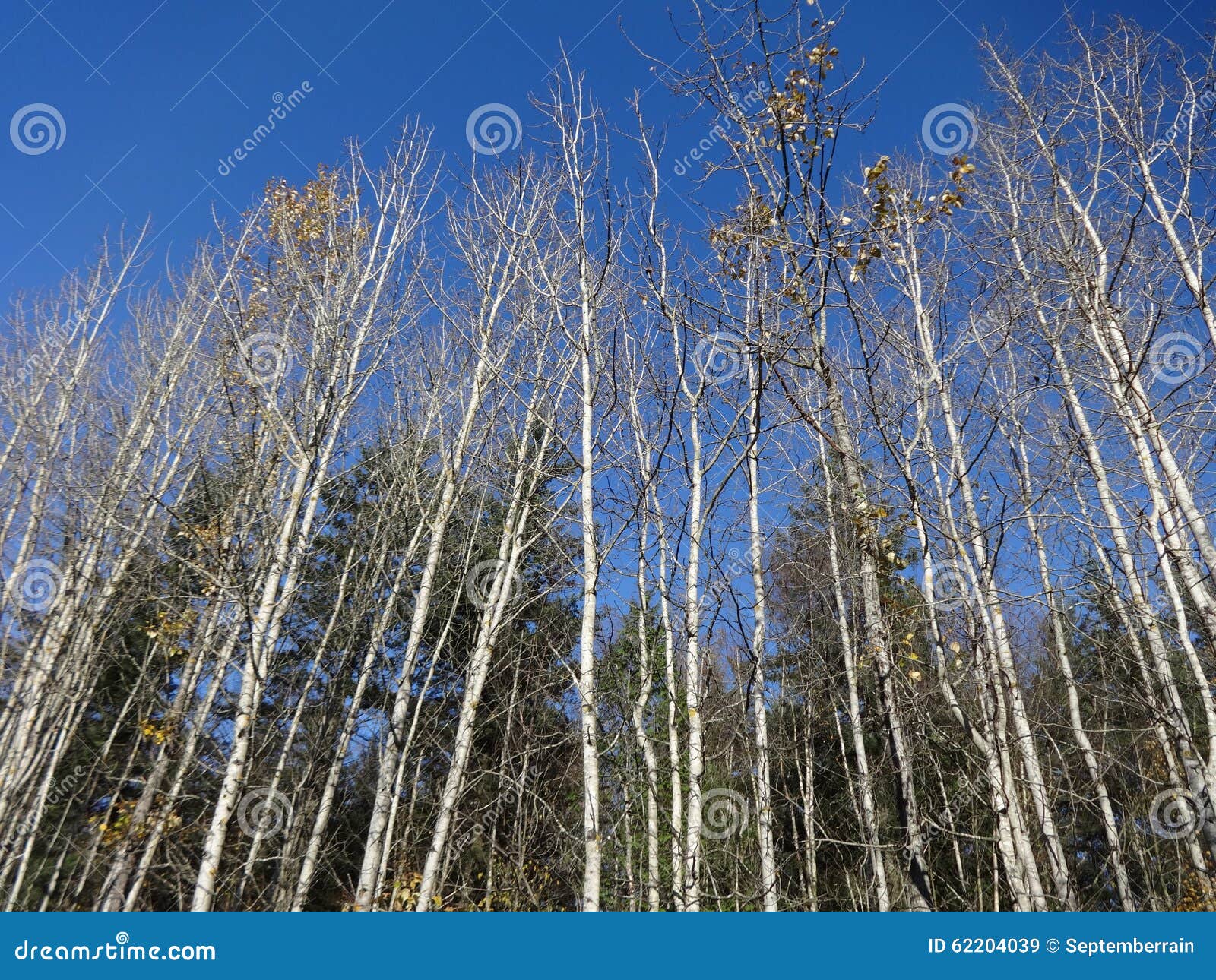 Alder fall scene stock image. Image of ecology, environment - 62204039