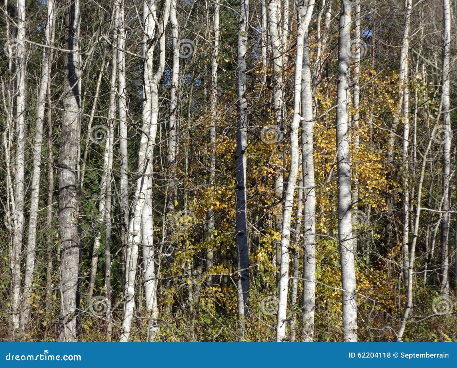 Alder fall scene stock photo. Image of scenery, scenic - 62204118